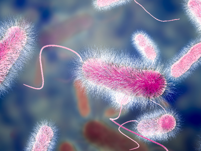 Legionella pneumophila: Culture – Controllab