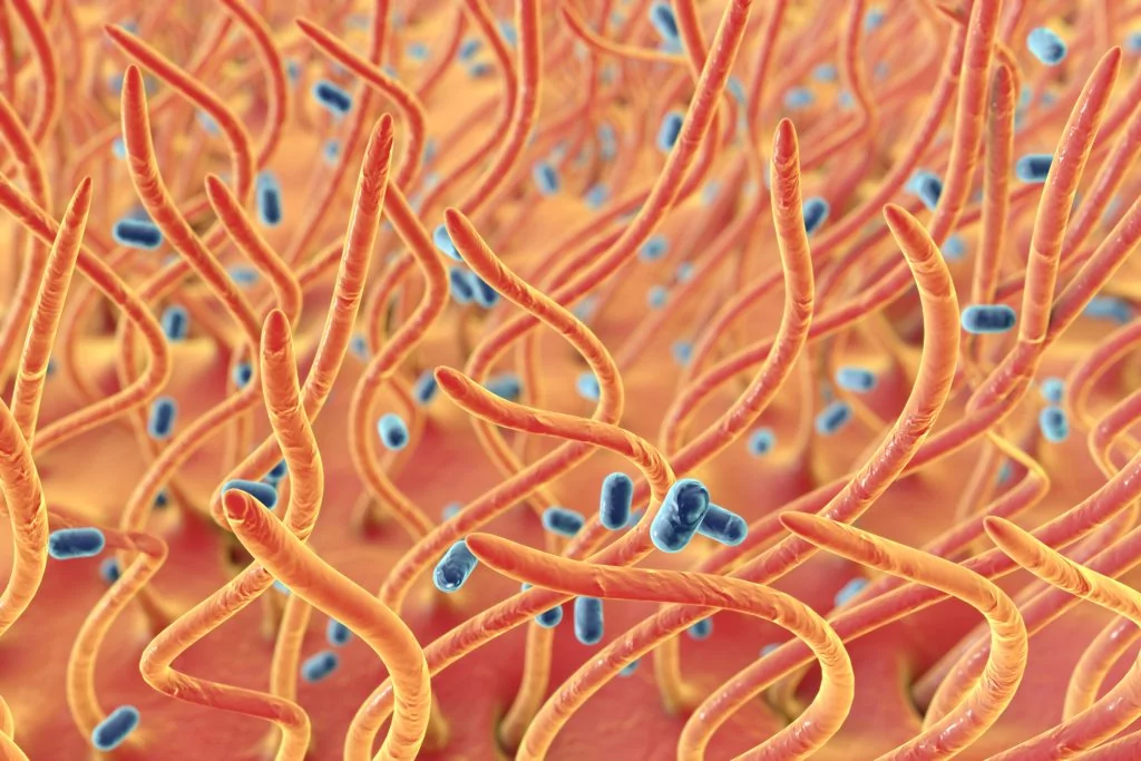 Bordetella - Molecular Biology – Controllab
