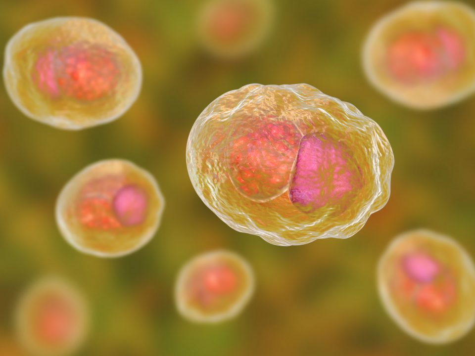 Chlamydia trachomatis - Molecular Biology – Controllab Chlamydia trachomatis - Molecular Biology – Controllab