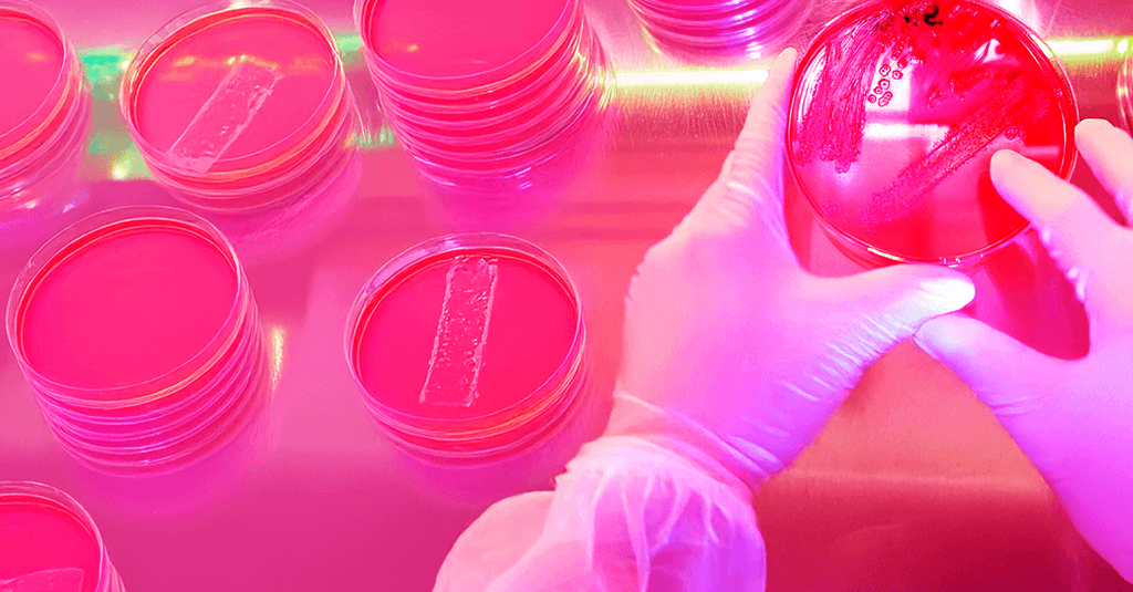 A Ameaça Fantasma: Phytobacter e a Crise da Identificação Laboratorial ...