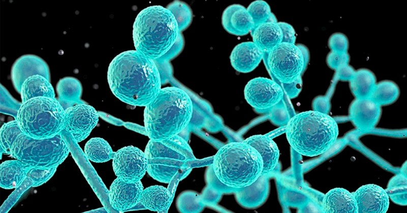 Candida auris on alert: is your laboratory routine ready? – Controllab