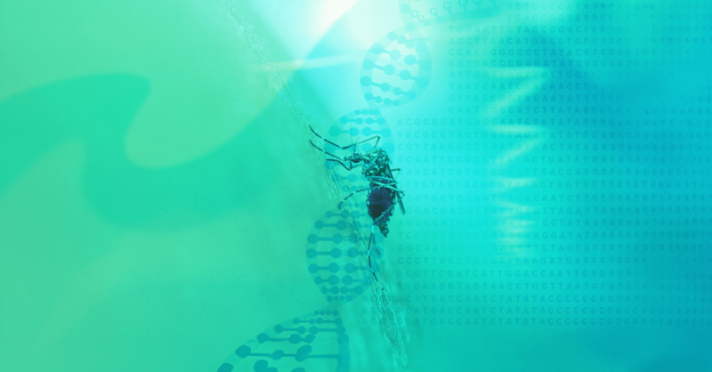 A sua rotina analítica está preparada para identificar o vírus Mayaro ...